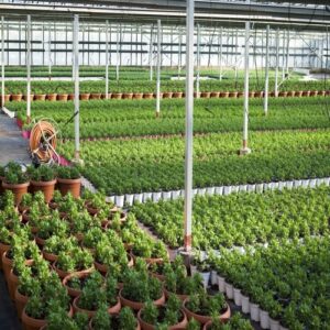 What Is A Plant Nursery and What Is It’s Importance? [Updated]